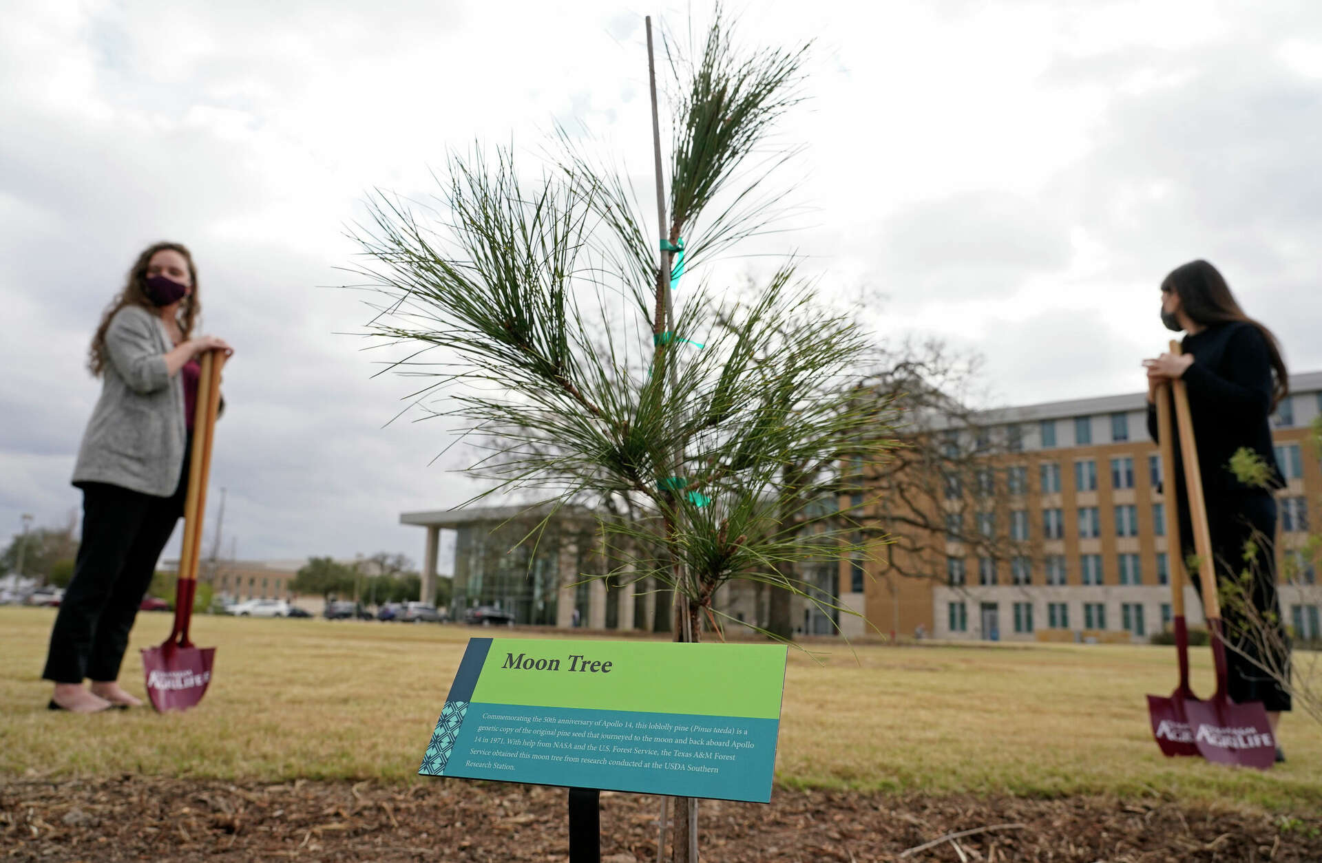 Moon trees: NASA flew seeds to space and wants to plant them on Earth