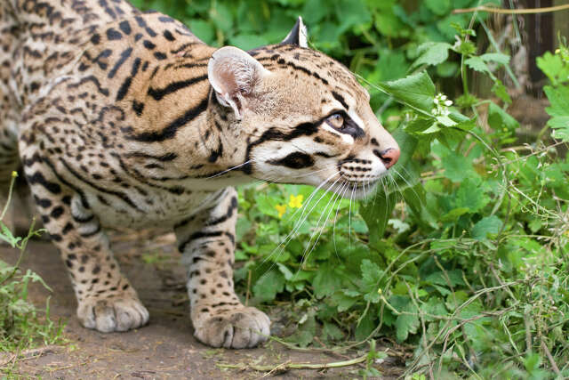 Texas is building new bridges to save endangered animals