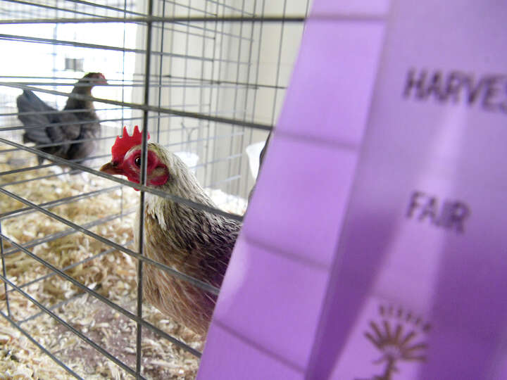 Here's what to know if you are attending the Hebron Harvest Fair