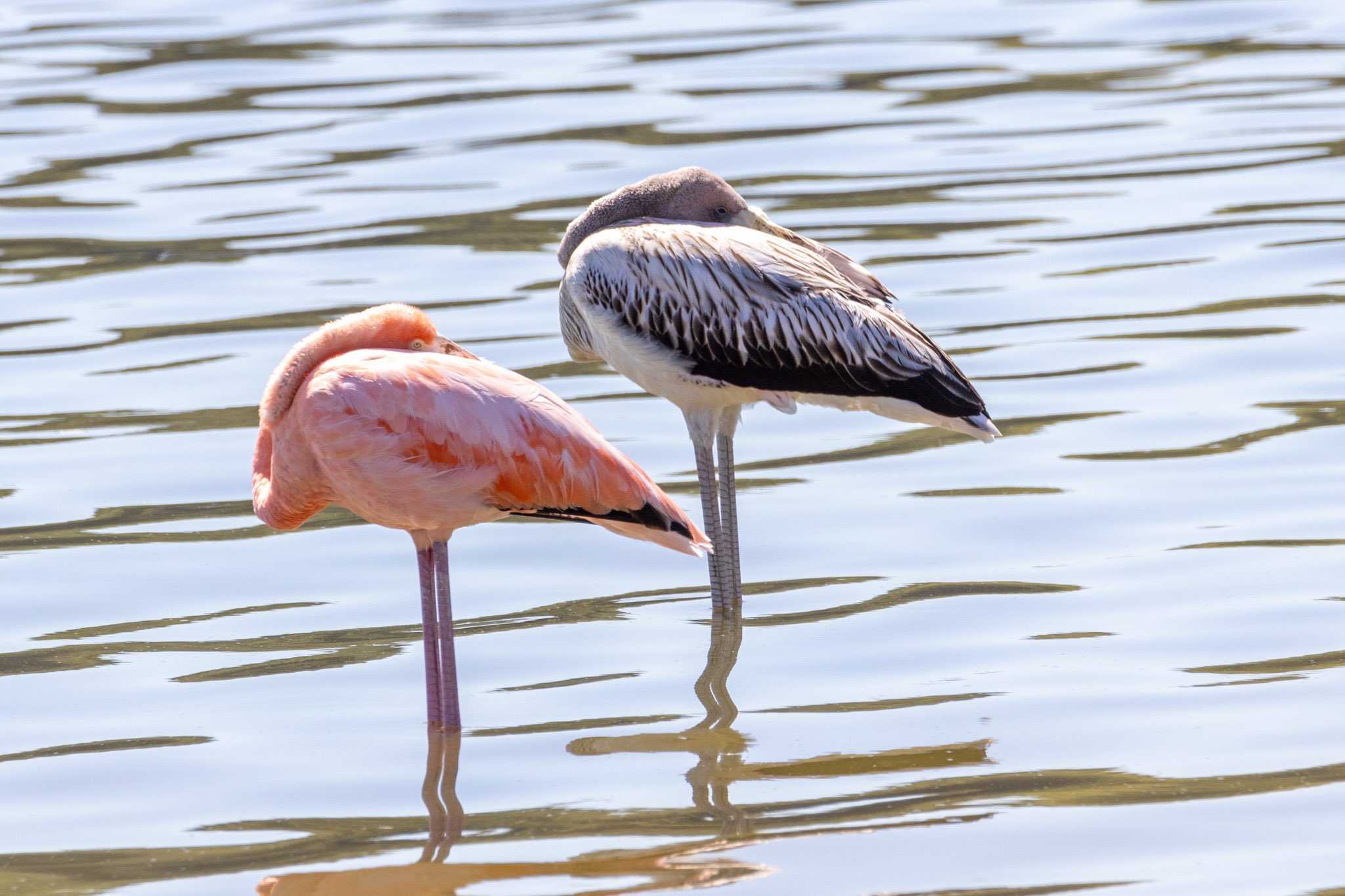 Why flamingos are being spotted across the country – in places they ...