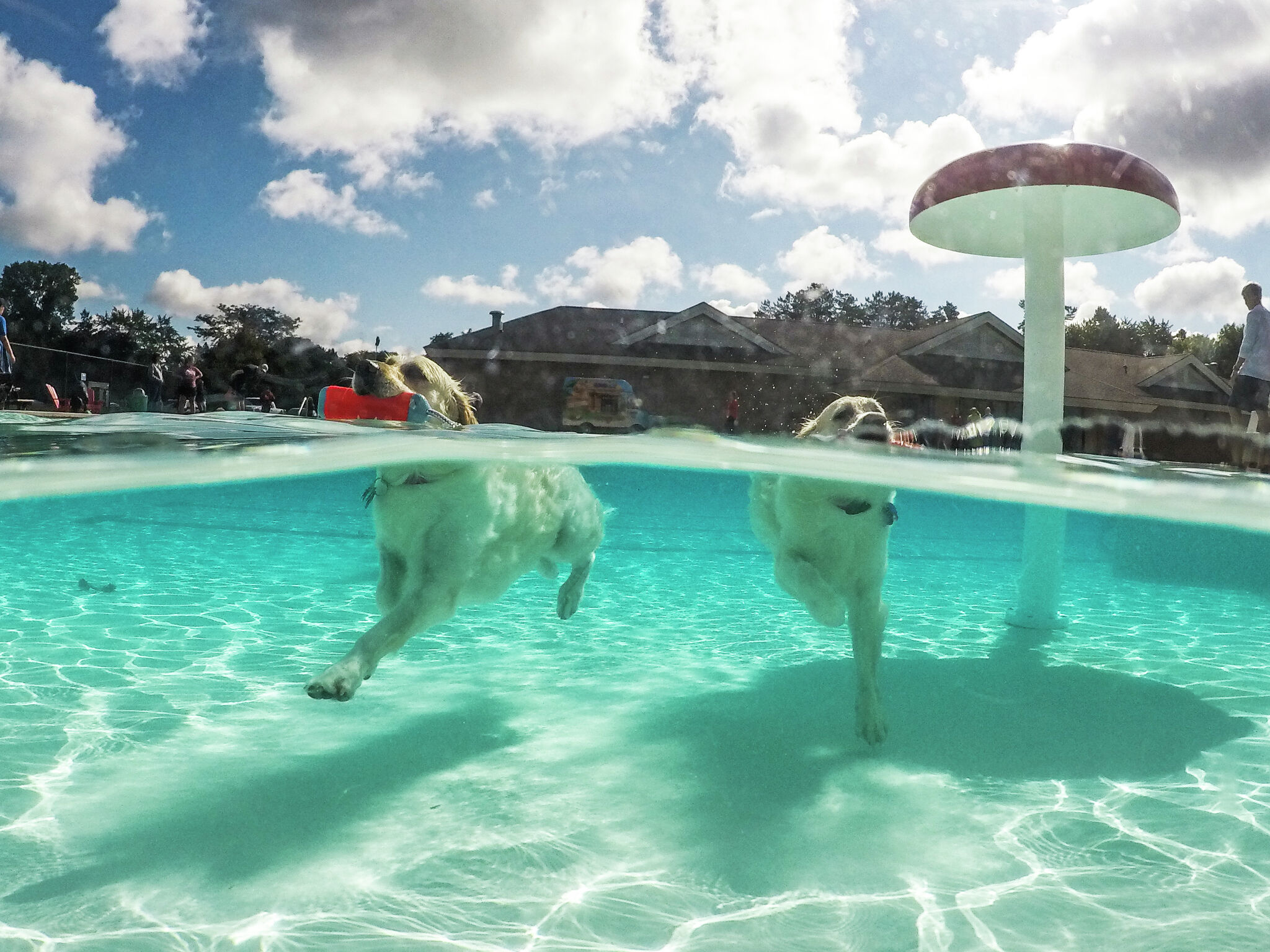 Dogs take over Plymouth Pool in Midland for some end of summer fun