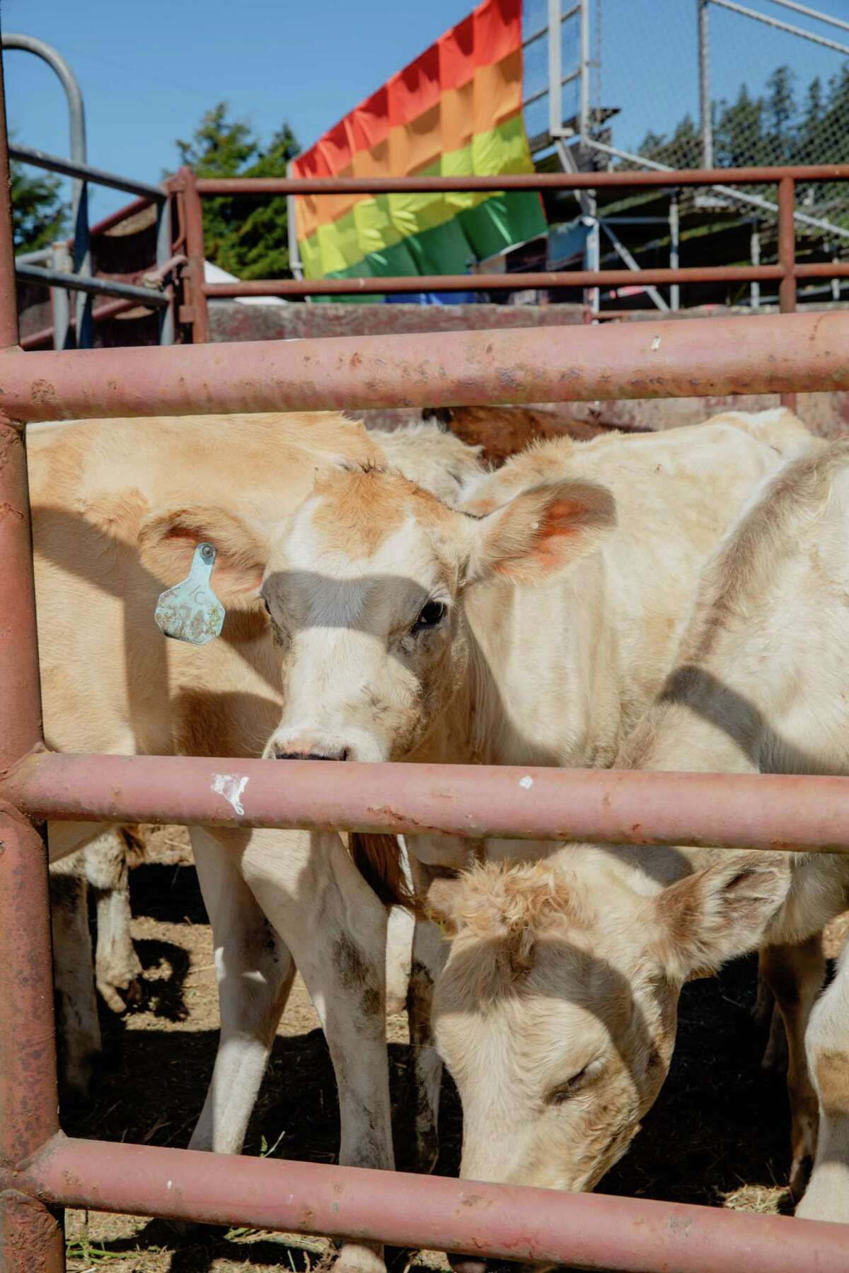 North Bay gay rodeo rounds up lively mix of traditional events