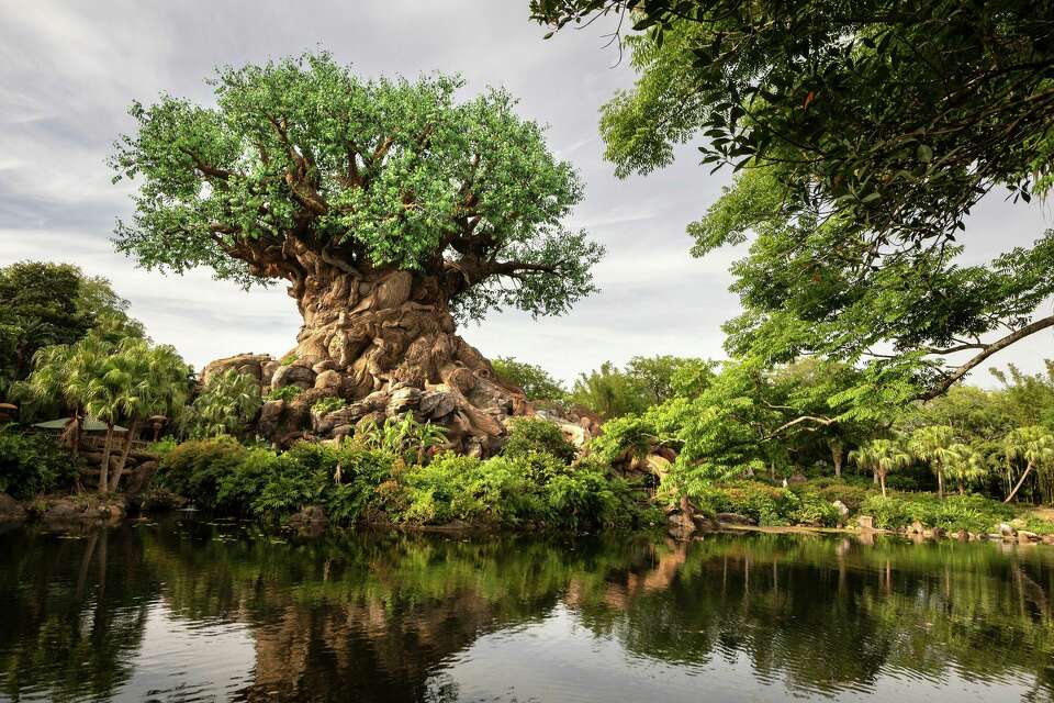 An insider's guide to the four parks within Walt Disney World