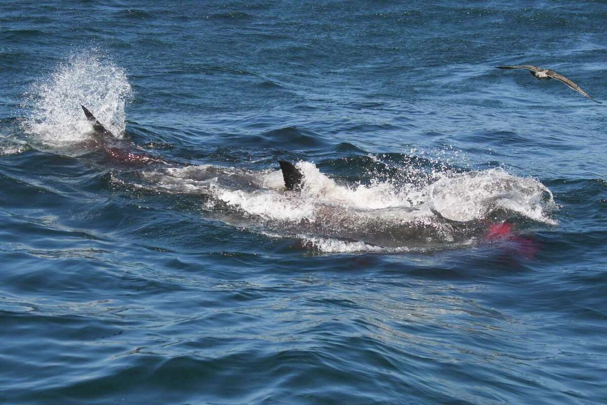 Dramatic, bloody photos show shark attacking seal off California coast