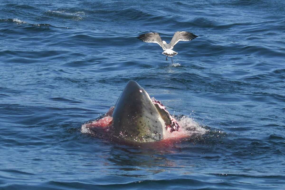 Dramatic, bloody photos show shark attacking seal off California coast