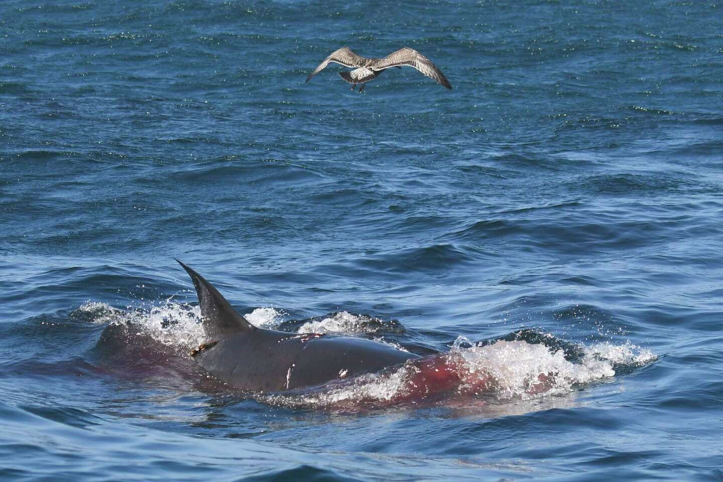 Dramatic, bloody photos show shark attacking seal off California coast