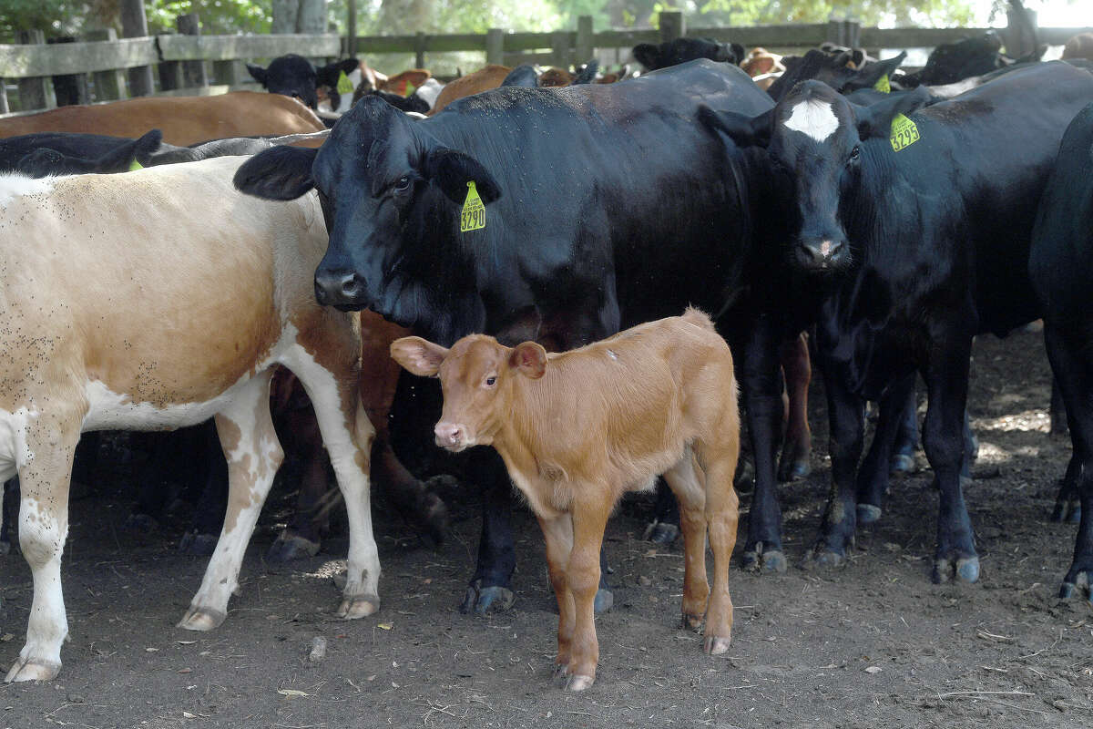 Hamshire female rancher vies for the herd on Ultimate Cowboy Showdown