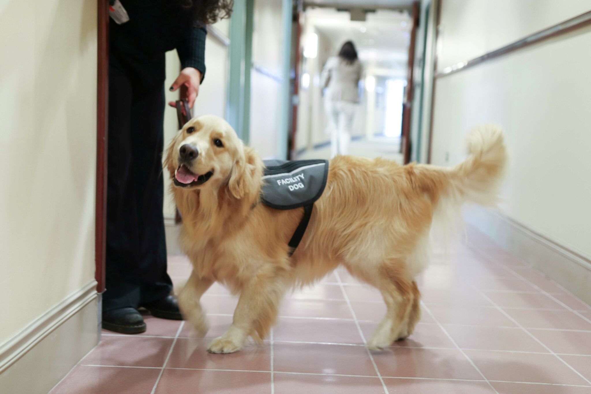 Stamford Health gets full-time therapy golden retriever