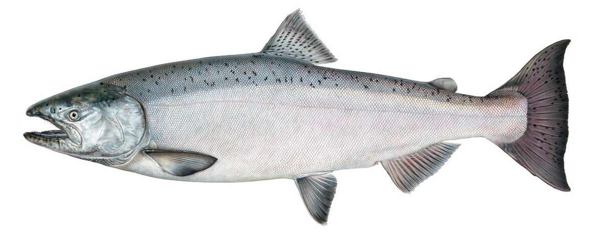 DNR: Manistee County has 'world-class' salmon fishing
