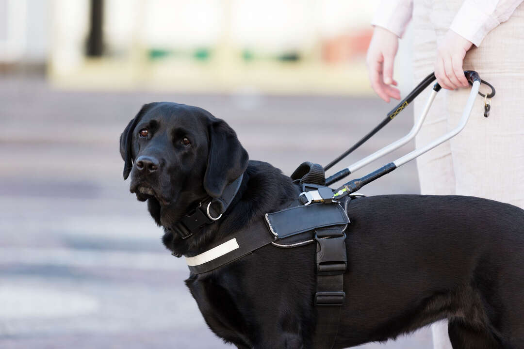 New Texas law on fake service animals cracks down on impersonators
