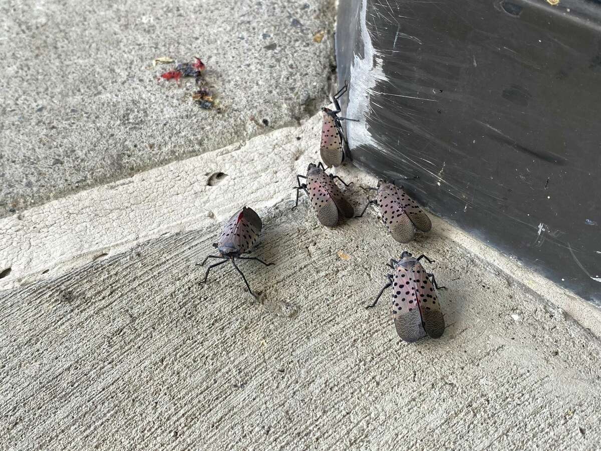 Robert Miller: Spotted lanternflies are now in 6 CT counties