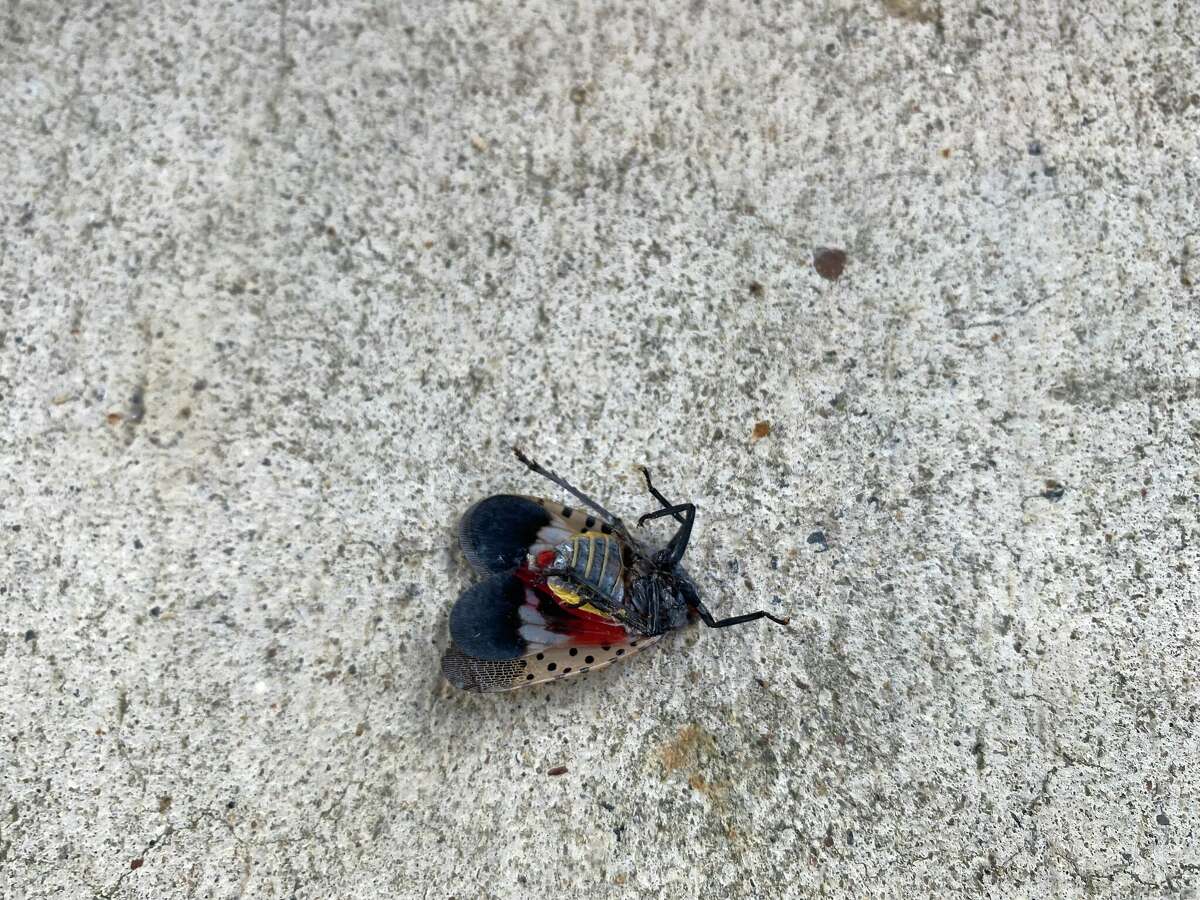 Robert Miller: Spotted lanternflies are now in 6 CT counties