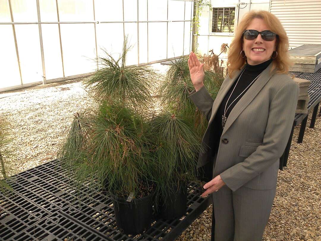 Moon trees: NASA flew seeds to space and wants to plant them on Earth