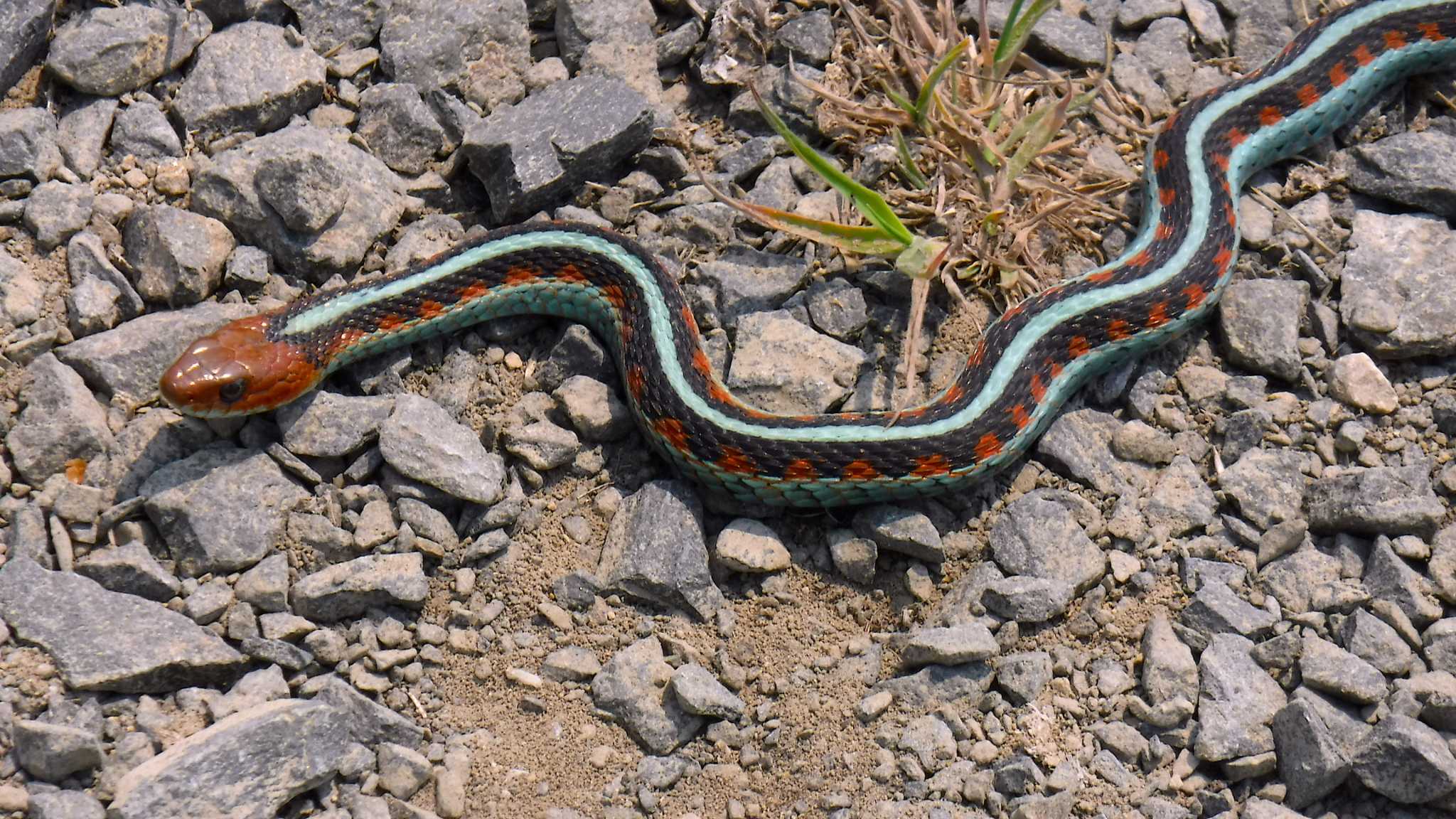 Snake loose at San Jose airport baggage claim captured