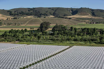 'Monstrous problem' created 7 years ago haunts Calif.'s weed industry