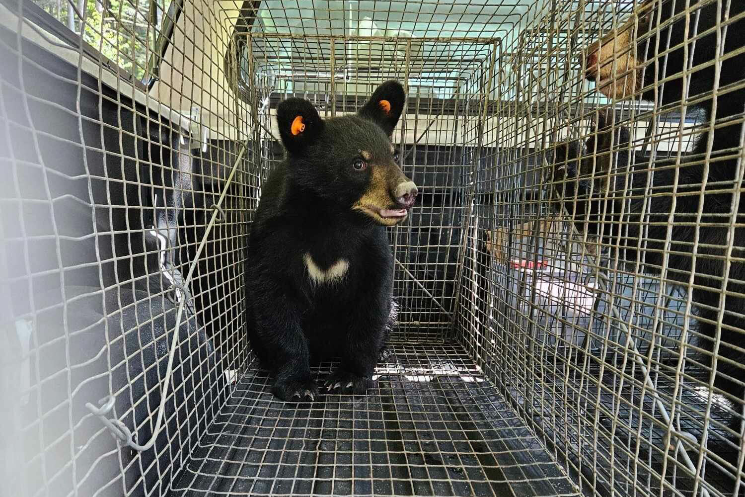 Orphaned bear cubs found by Metro-North tracks released into the wild