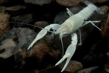 Texas zoo hatches brood of rare ghostlike crayfish