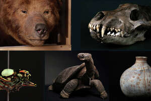 Peter Hartlaub, Culture Critic - San Francisco Chronicle