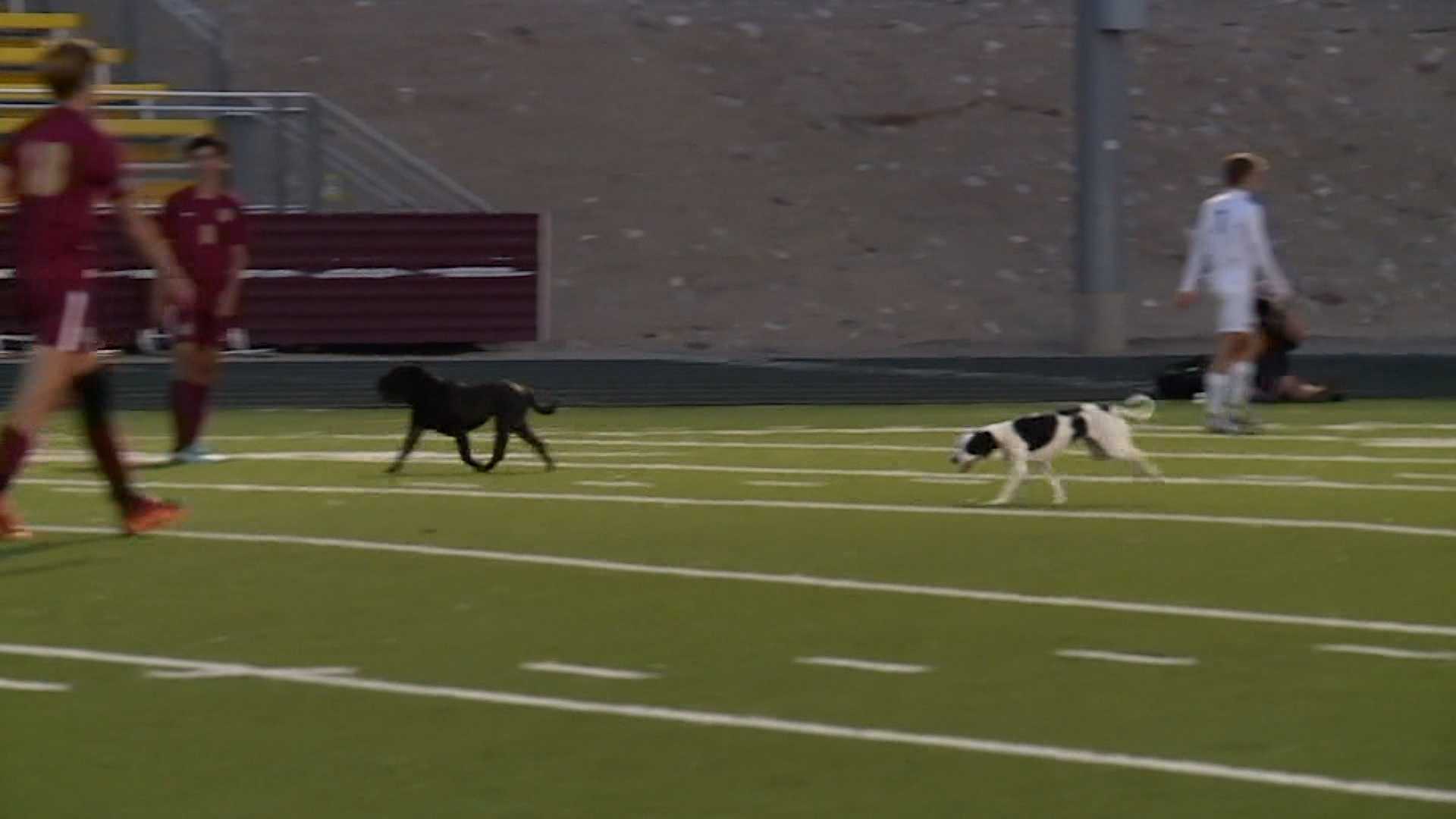 A 'ruff' match: Watch two dogs rush the pitch during a soccer game