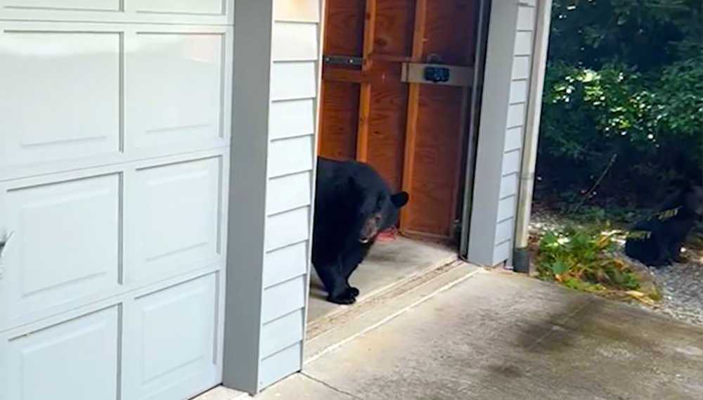 Mama bear, cub caught on video trolling for food at Airbnb as dogs go crazy