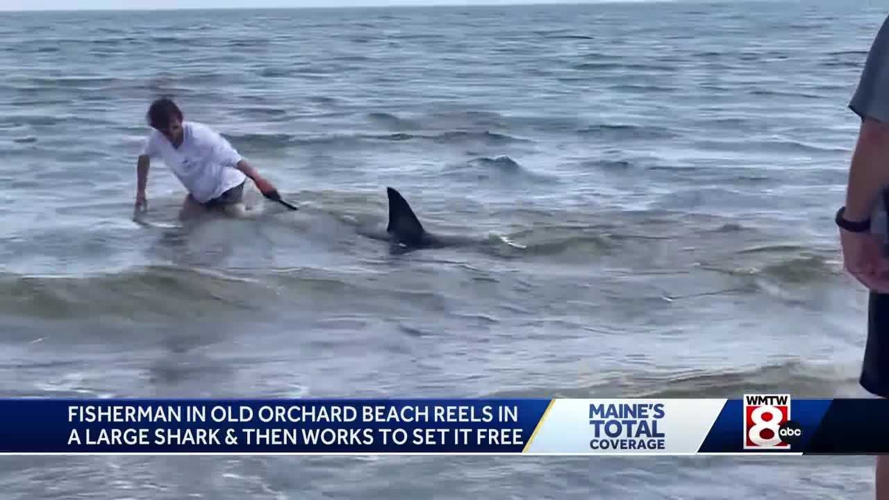 Wild video shows fisherman accidentally capture large shark; works to ...