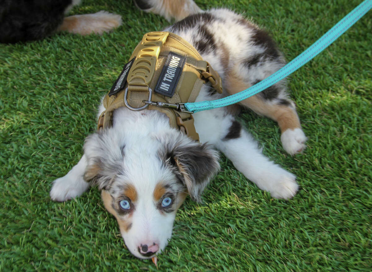 Pints for Pups: HSMC hosts successful event despite two delays