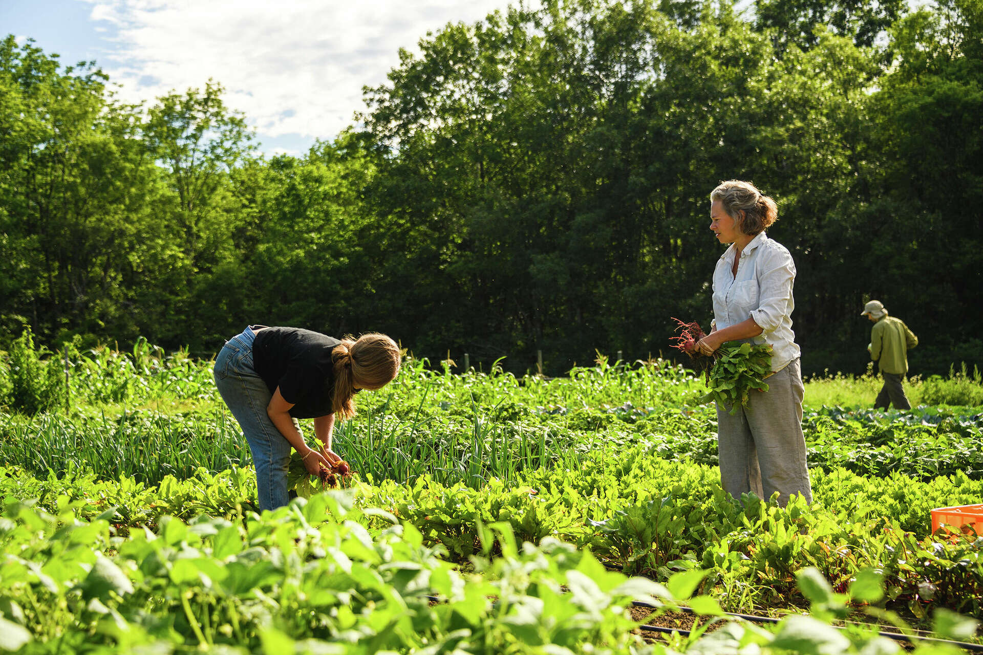 CT's Husky Meadows Farm offers farm-to-table experiences this fall