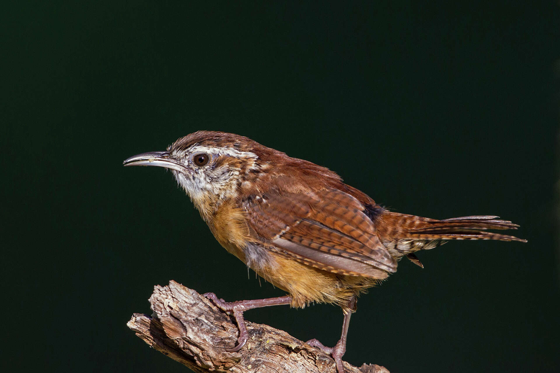 Houston's songbirds might be looking a little ragged. They're molting