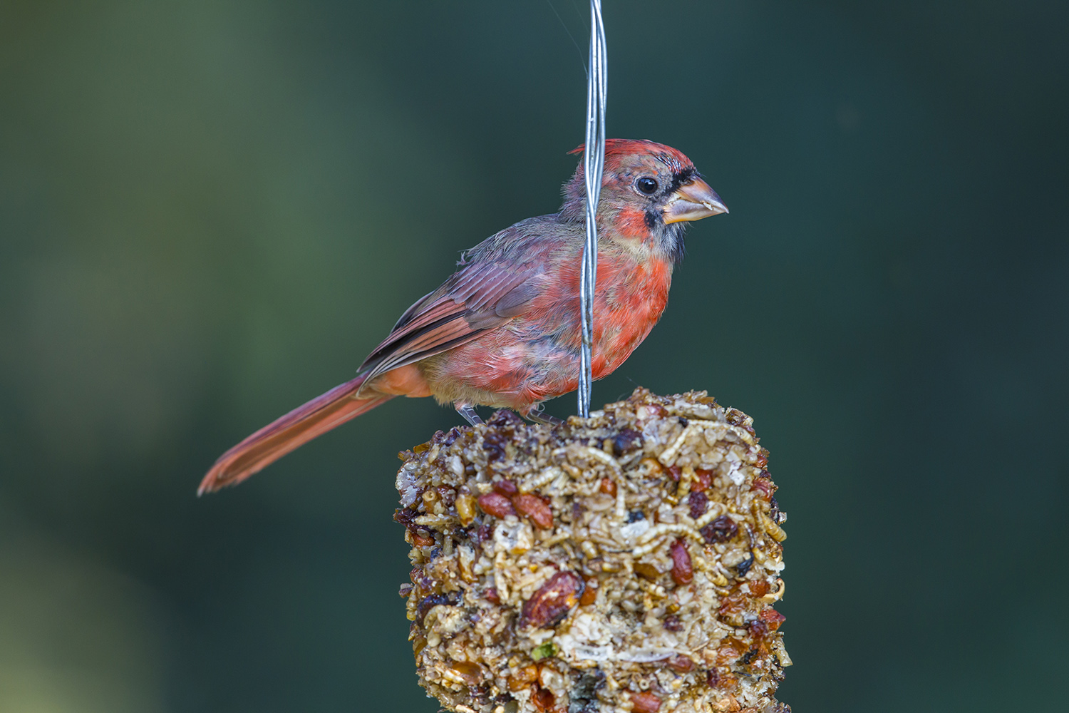 Houston's songbirds might be looking a little ragged. They're molting