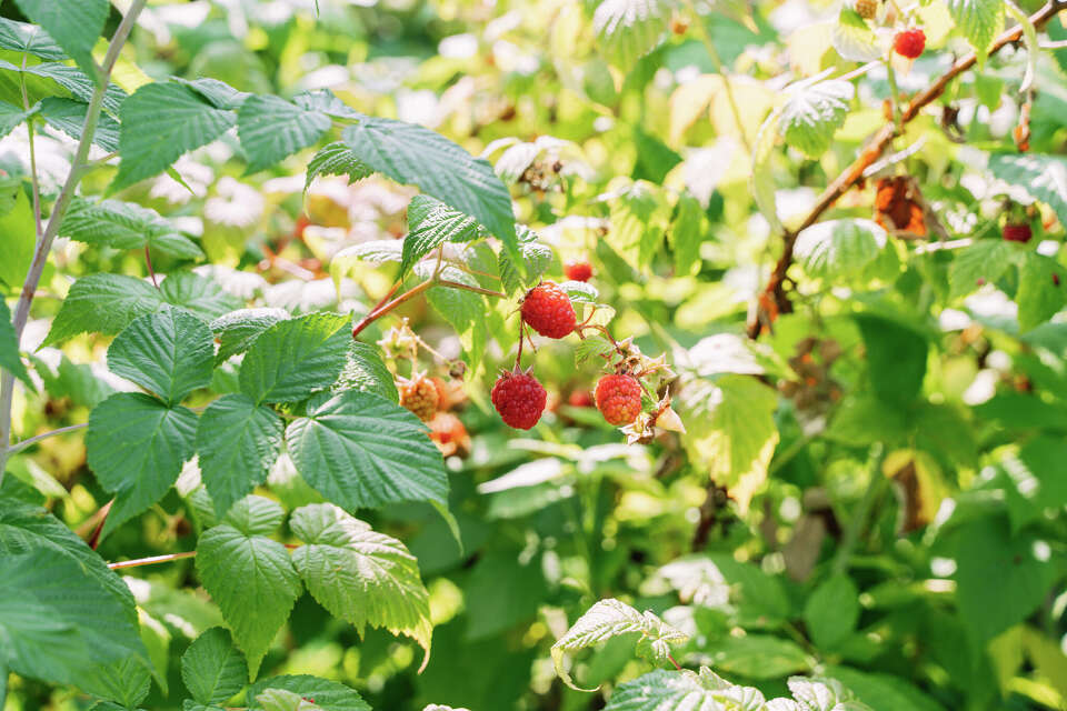How to Winterize Raspberry Plants