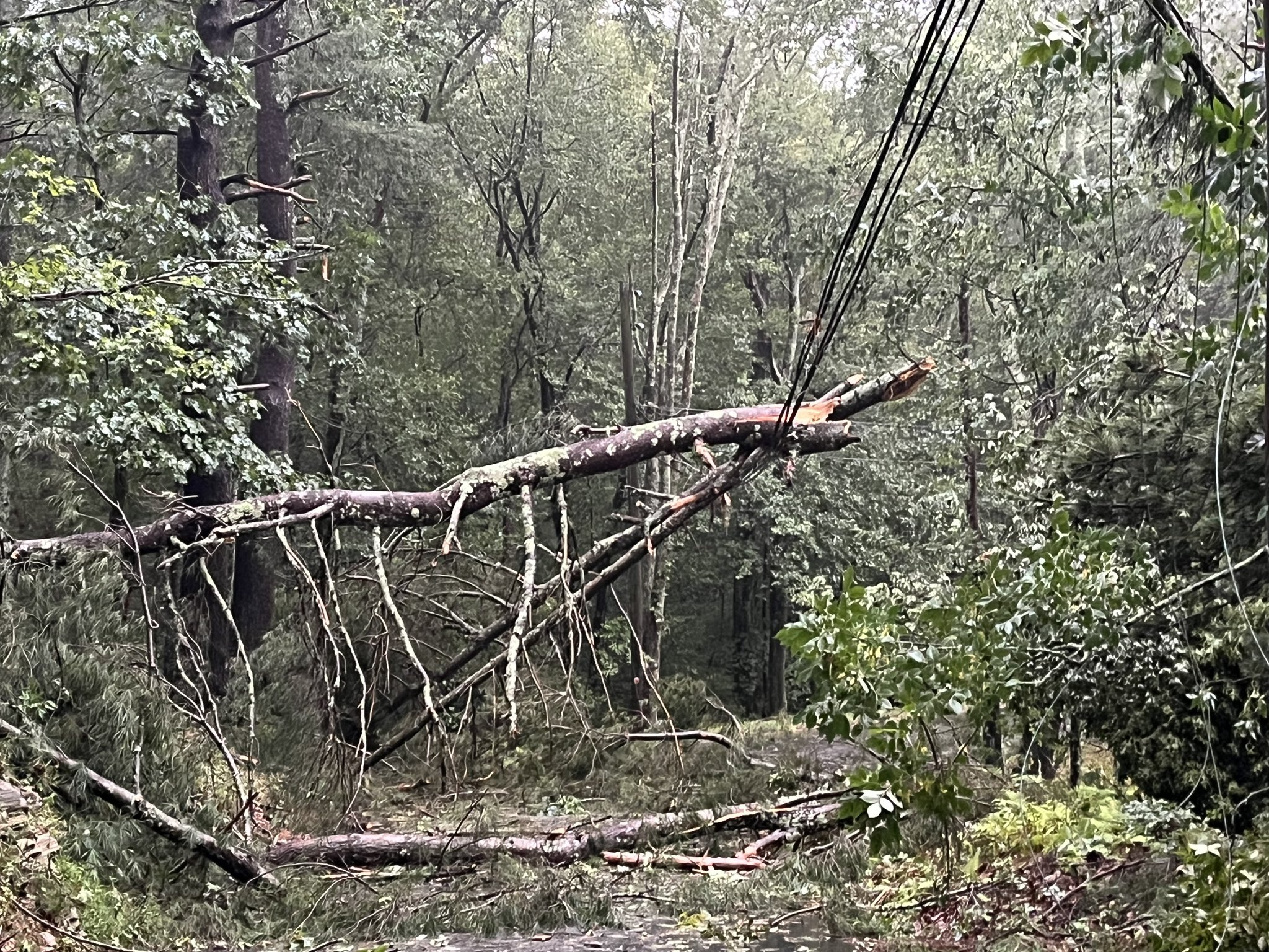 Tornado in Killingly uprooted trees with 100 mph winds, NWS says