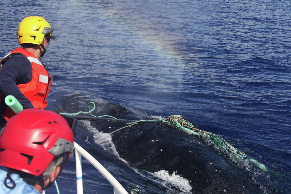 In 1991, just 5,000 humpbacks went to Hawaii. Now, they're rebounding.