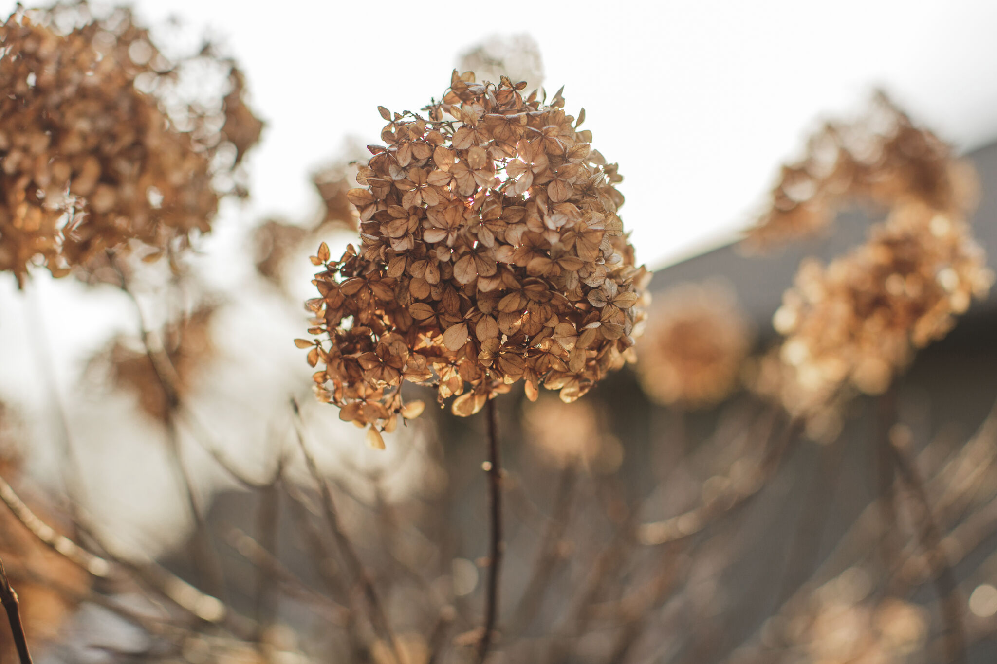 What Do Hydrangeas Look Like in Winter?
