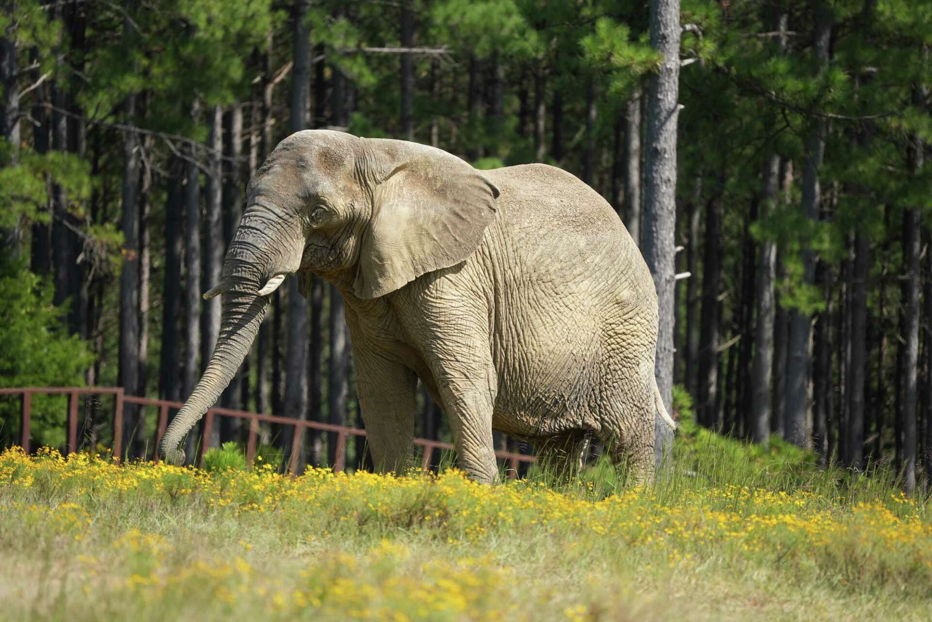 Oakland Zoo’s last female elephant gets new home in Tennessee