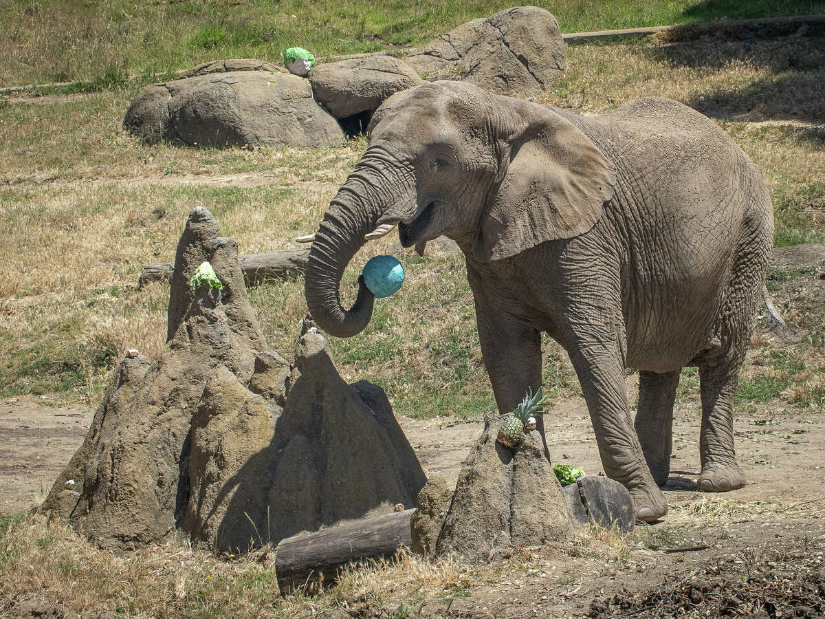 Oakland Zoo’s last female elephant gets new home in Tennessee