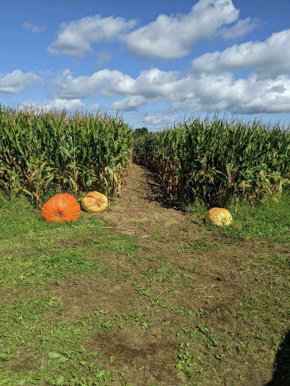 Here is where you can find corn mazes around CT in 2023