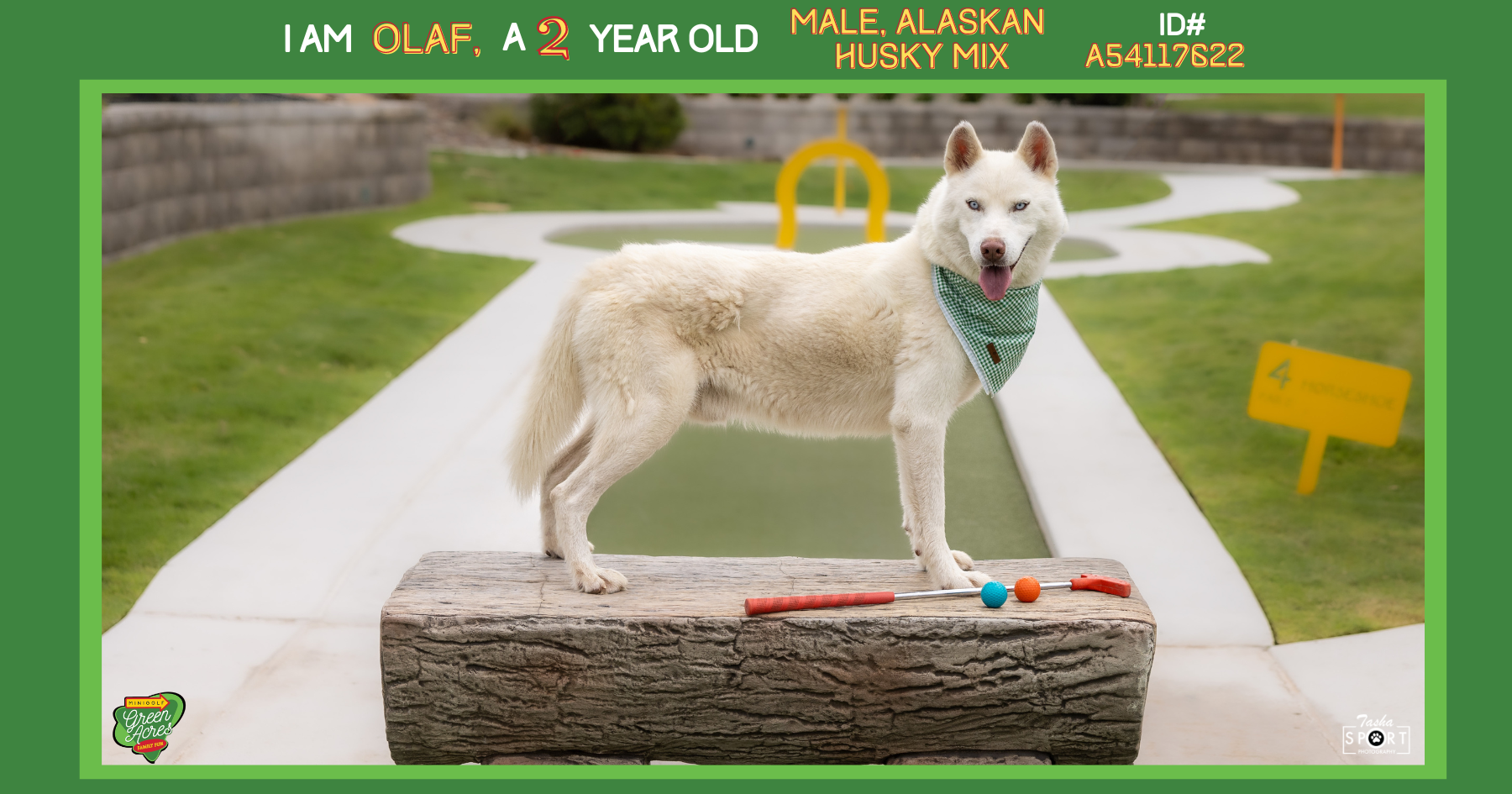 Want to adopt? Check out these adoptable animals in Midland