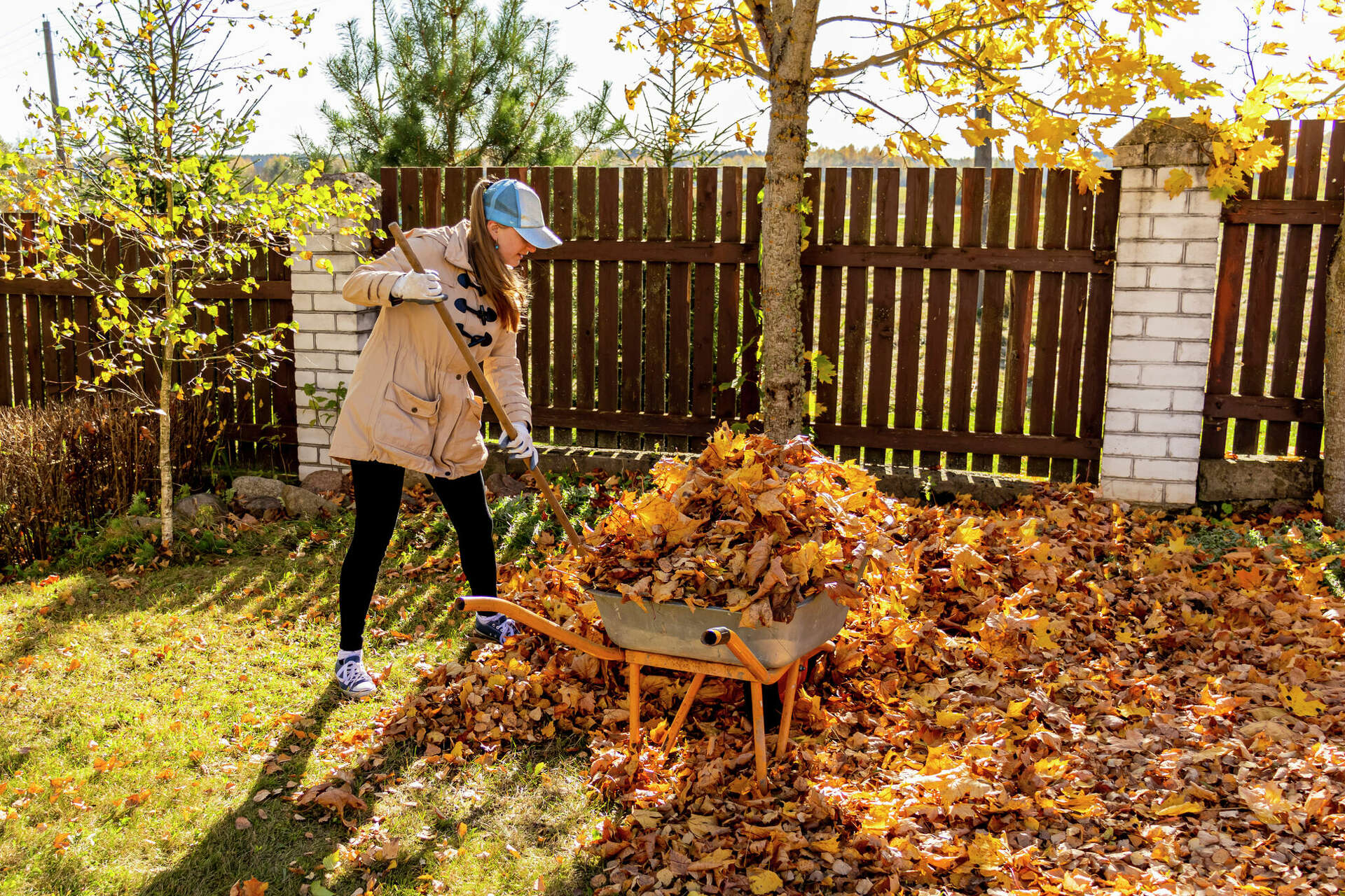 How to Make Dead Leaves Decompose Faster