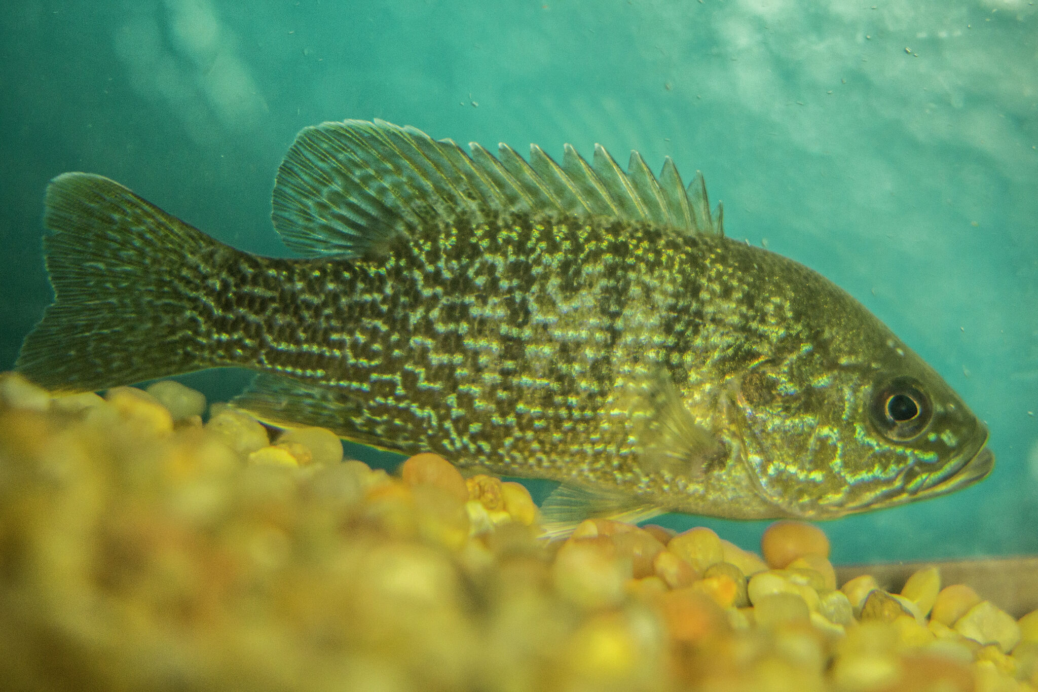 Illinois ends DDT tests on fish