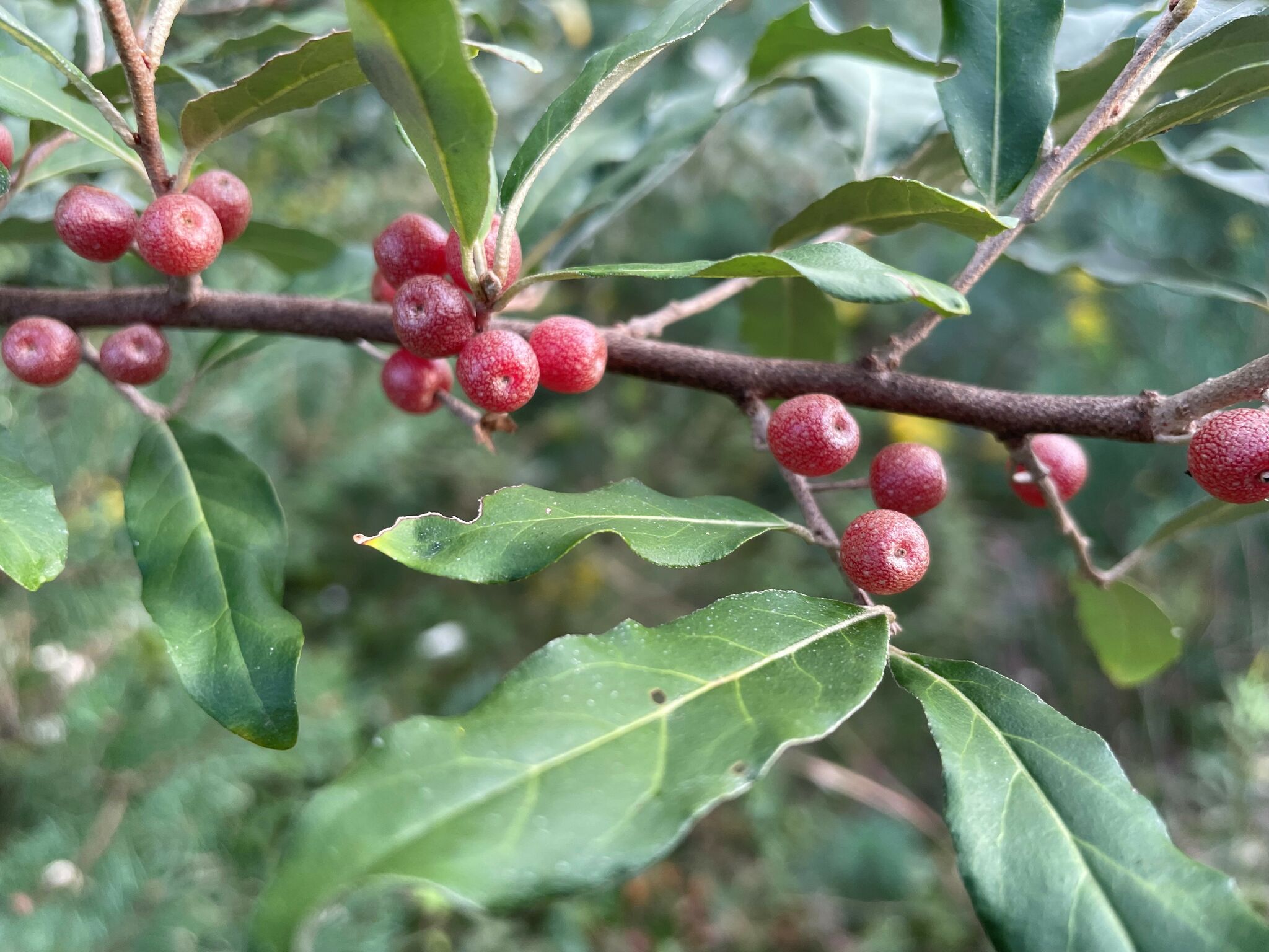 Former horticulturist Chuck Martin discusses plants that affect birds