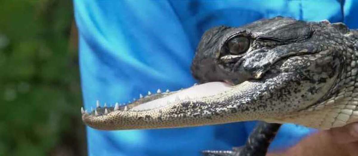 Alligator missing upper jaw finds new home at Gatorland