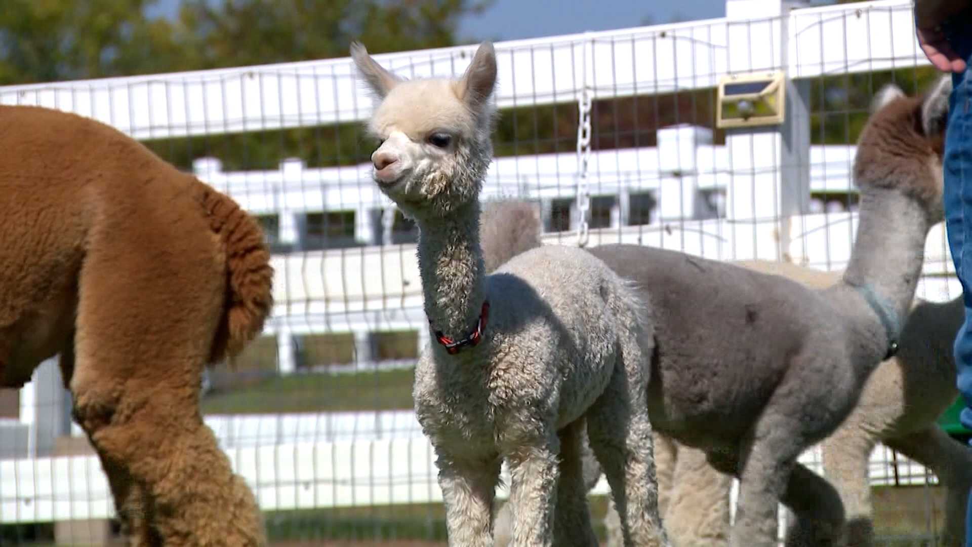 WATCH: Oliver the alpaca goes viral after surprising baristas at ...