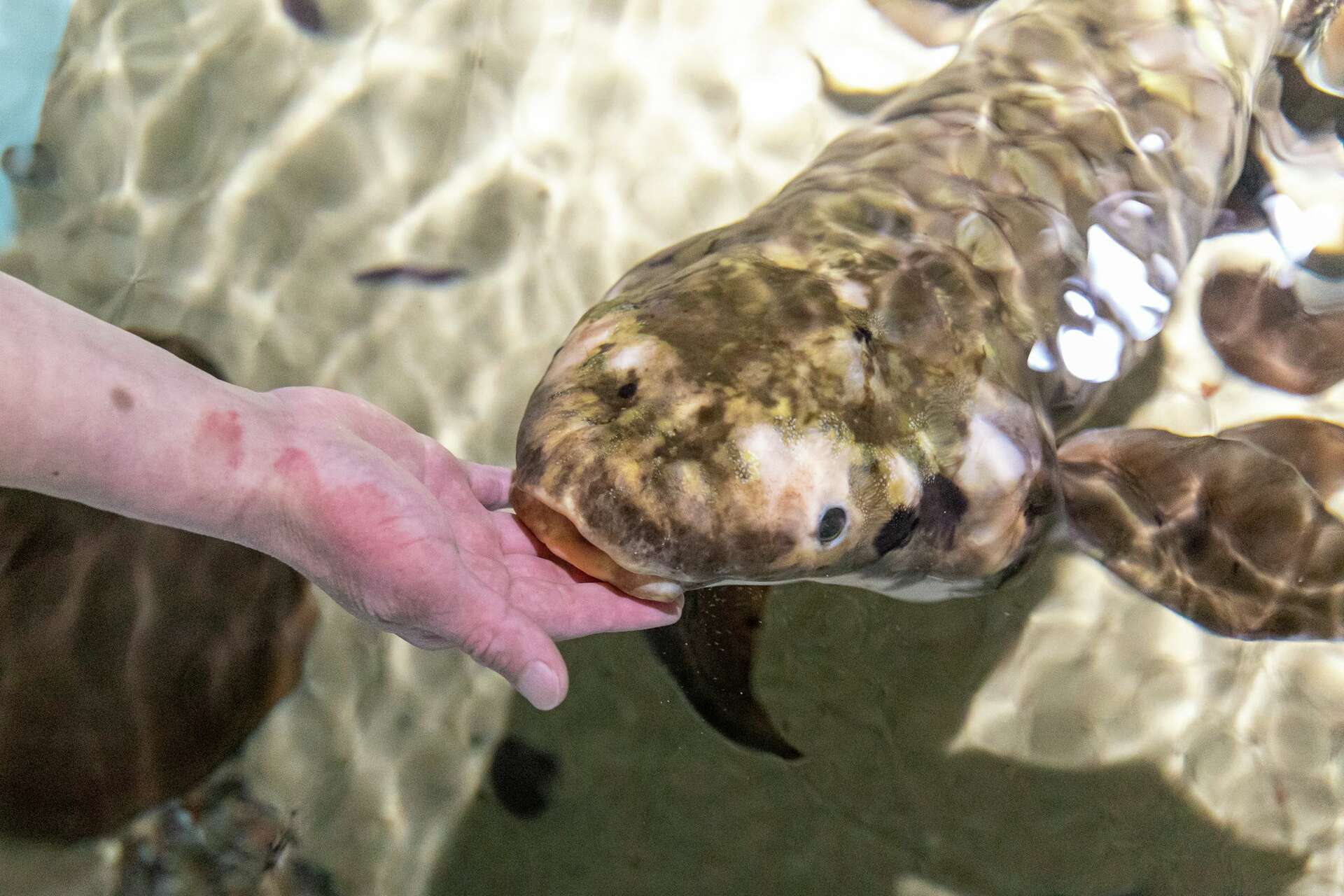 The oldest fish in any aquarium in the world is right here in SF