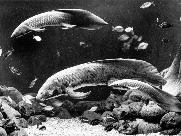 The oldest fish in any aquarium in the world is right here in SF
