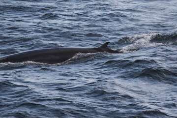 How NOAA tracked down a new whale species in the Gulf