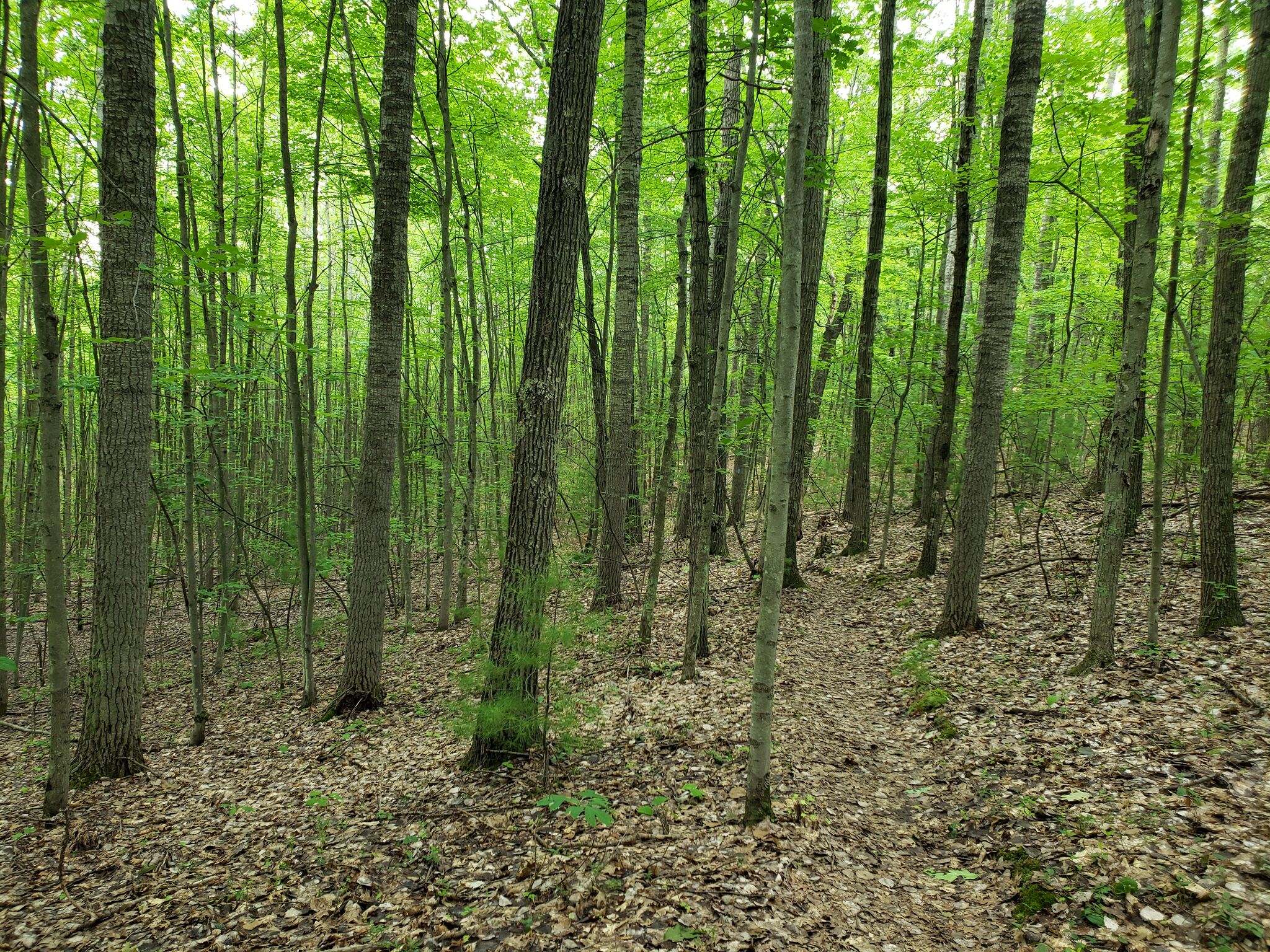 Manistee National Forest offering fee-free day Saturday