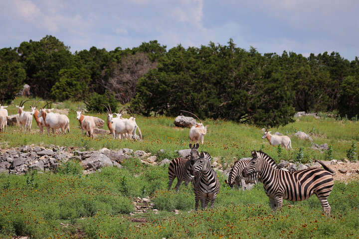 Natural Bridge Wildlife Ranch — A know-before-you-go guide