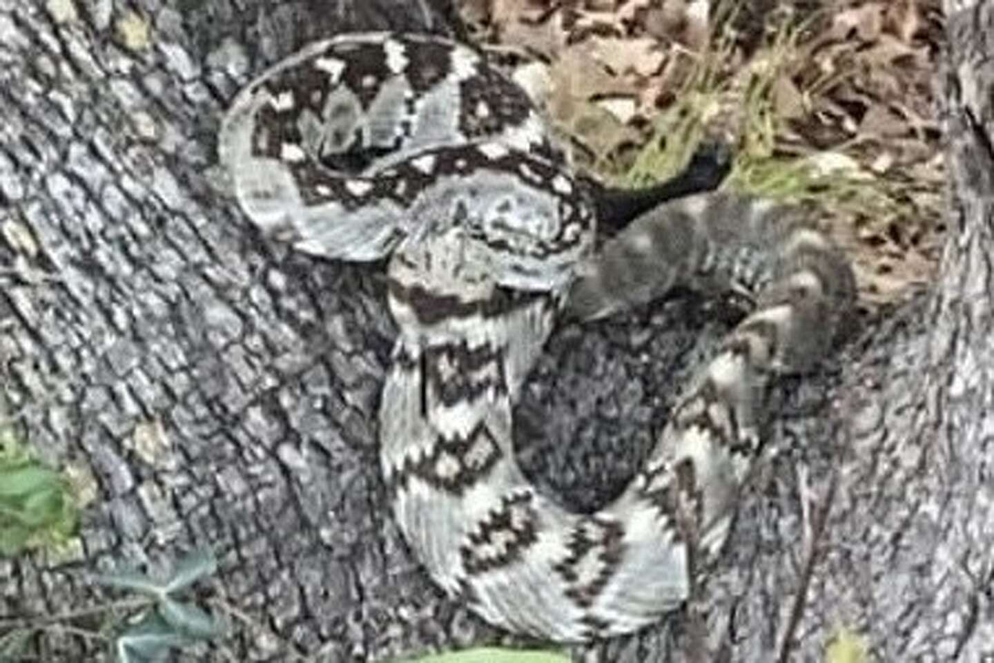 Ornate black-tailed rattlesnake seen in Texas after 4 years