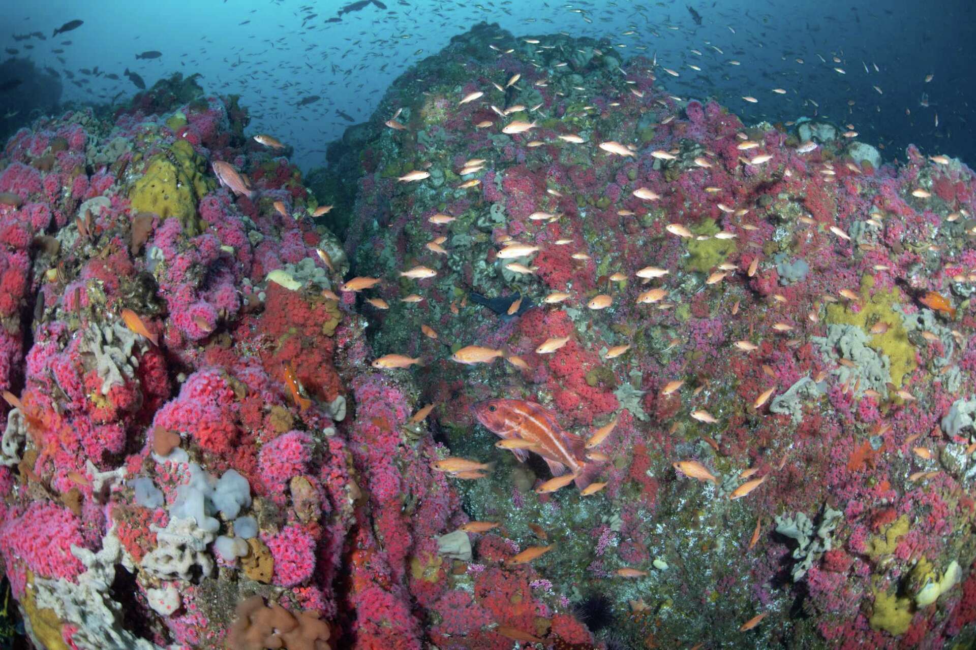 California coral reef, too deep for most divers, seen in new video