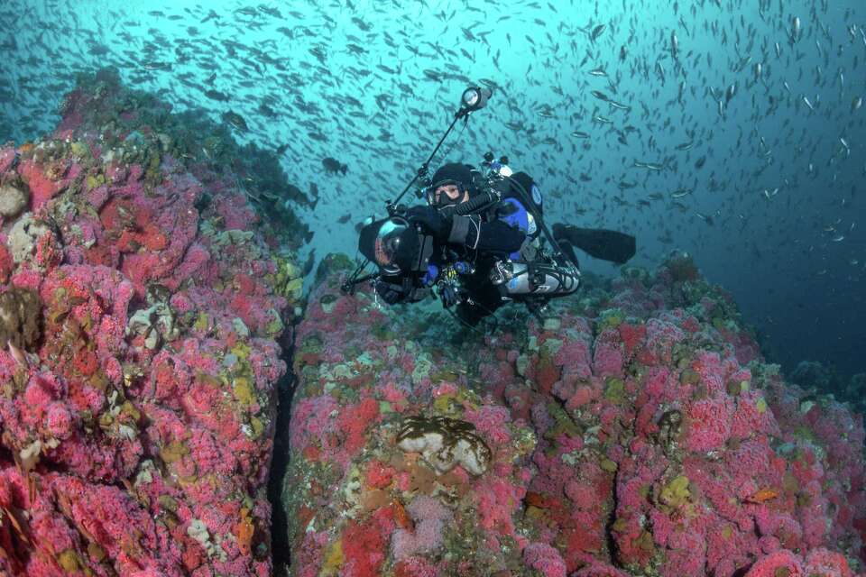 California coral reef, too deep for most divers, seen in new video